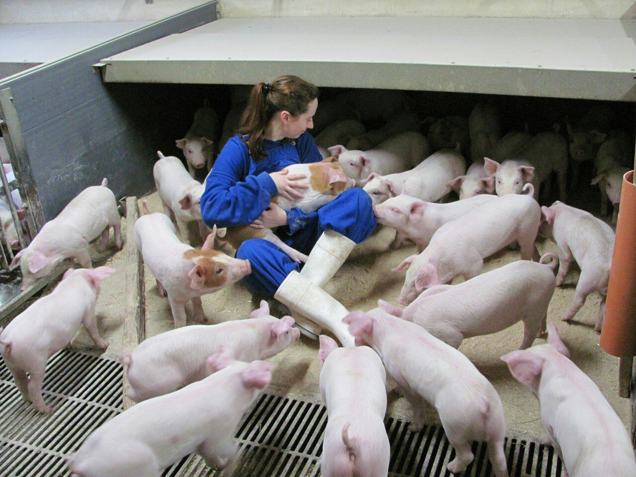 GERMANY LIVESTOCK TRAINEESHIP PROGRAM - Bixter Academy Traineeship Programs